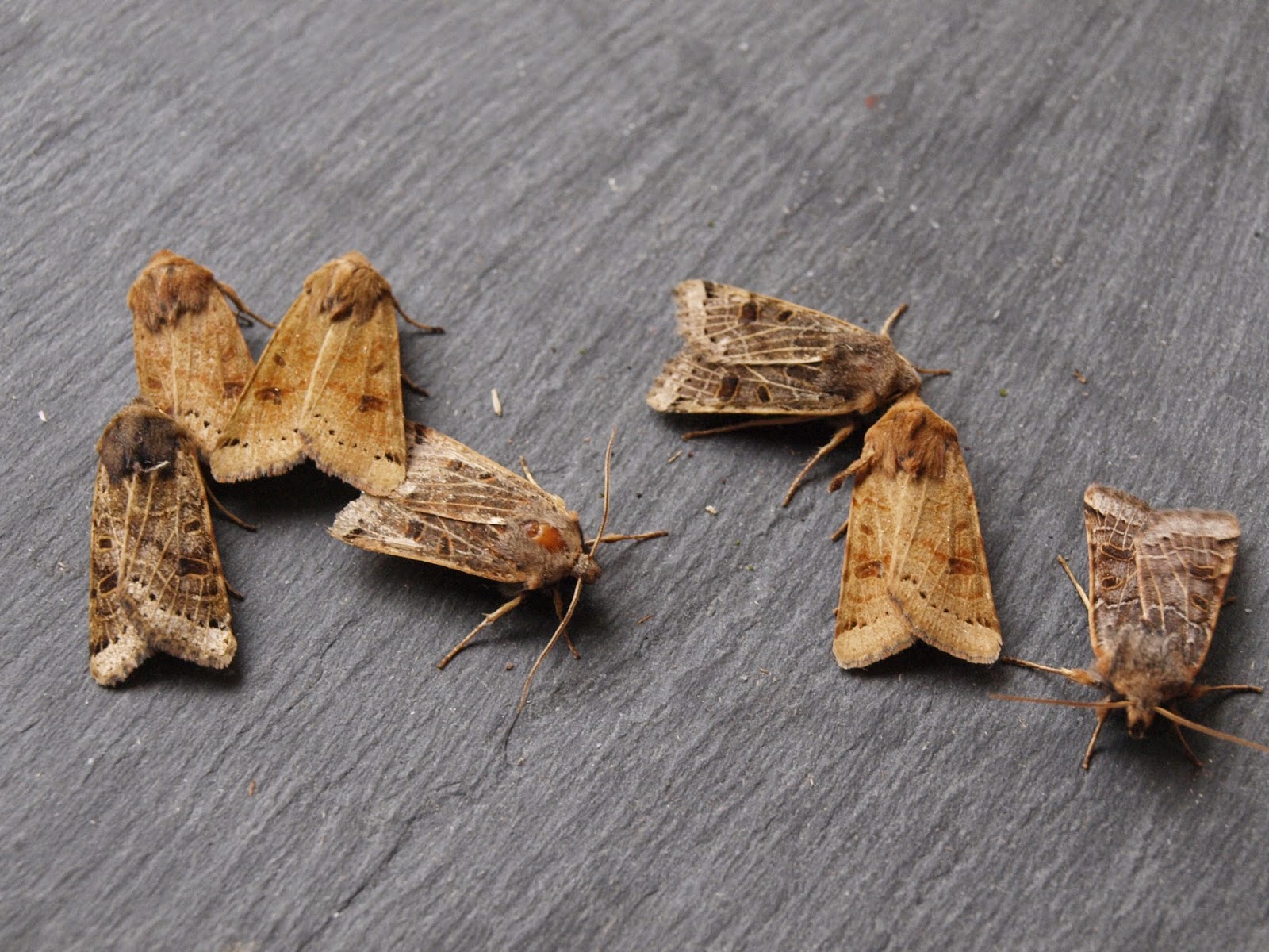 Ragged Robin's Nature Notes: Garden Moths and Flowers