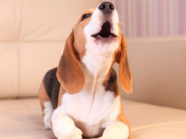 diario7-archivos: ¿POR QUÉ AÚLLAN LOS PERROS? TE CONTAMOS LAS RAZONES