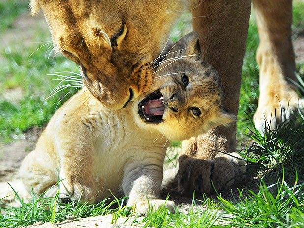 verdesemprevivo: Veja imagens de filhotes de felinos e saiba mais sobre ...