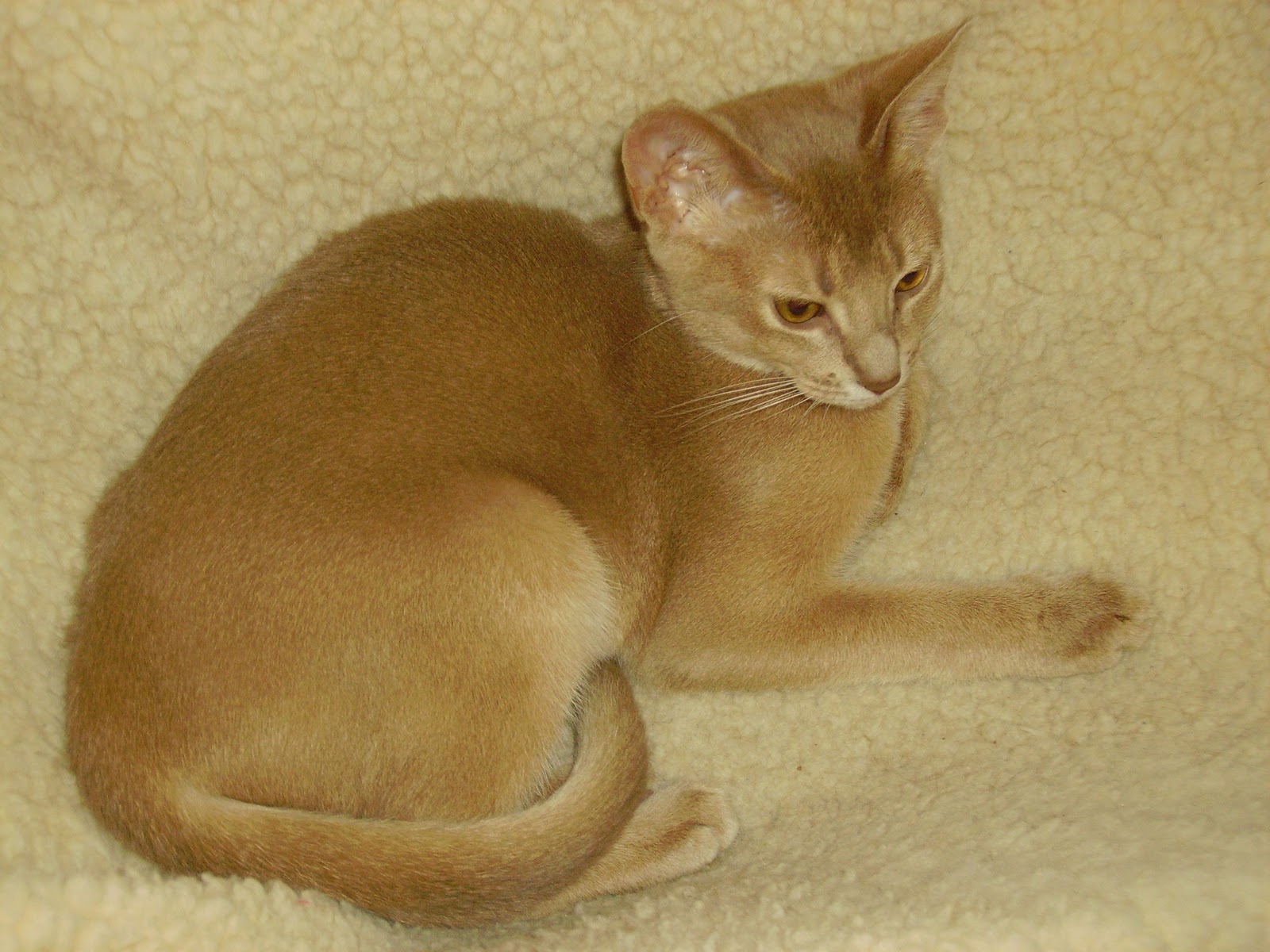 Four Abyssinian Cats: Abyssinian Cats Eyes