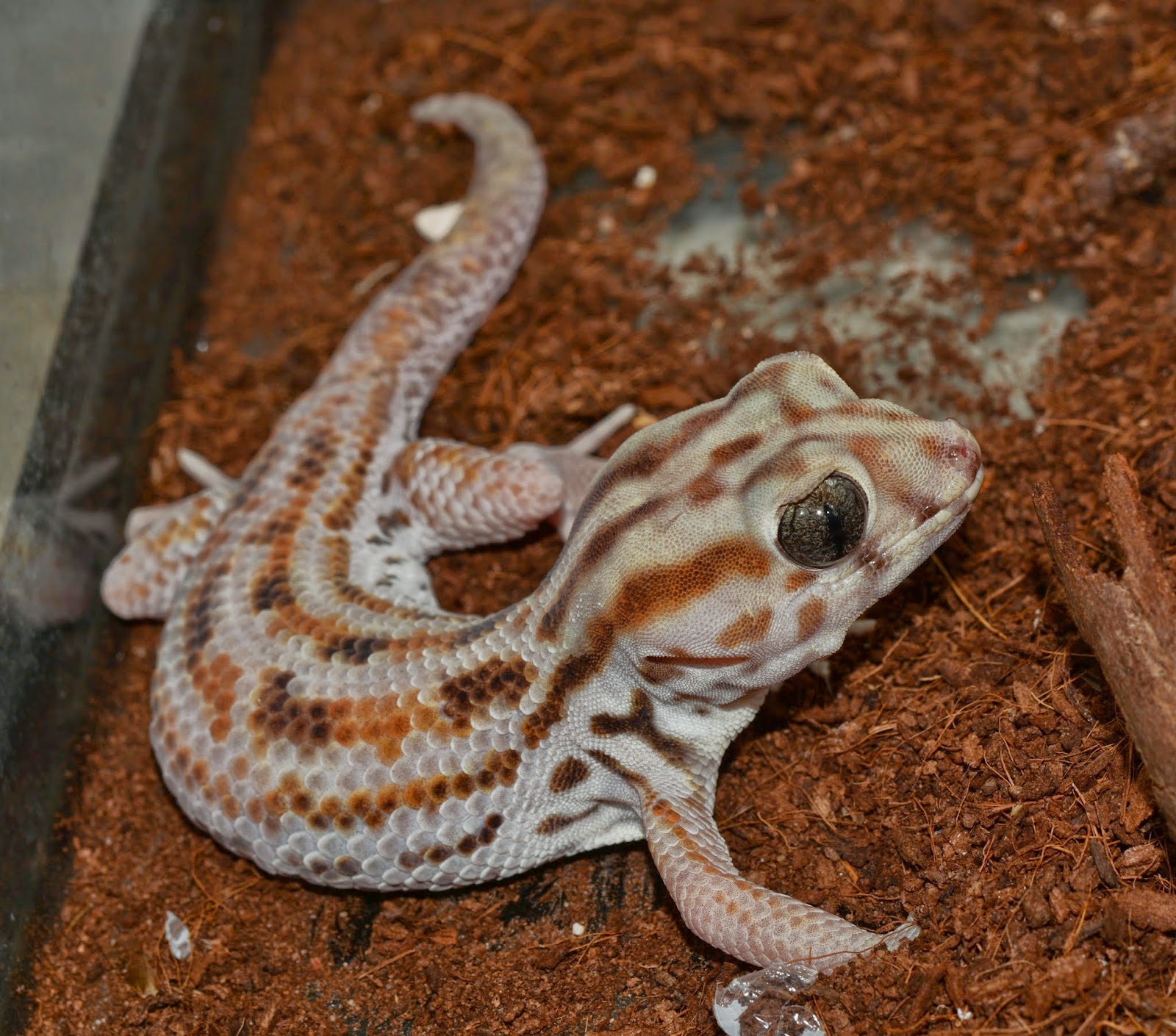 Diaz Lab Reptiles: Geckos