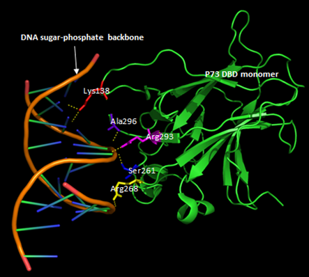 Structure of p73 DNA binding domain tetramer: Interactions with DNA