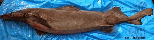 Tiburones en Galicia: Visera (Deania calcea)