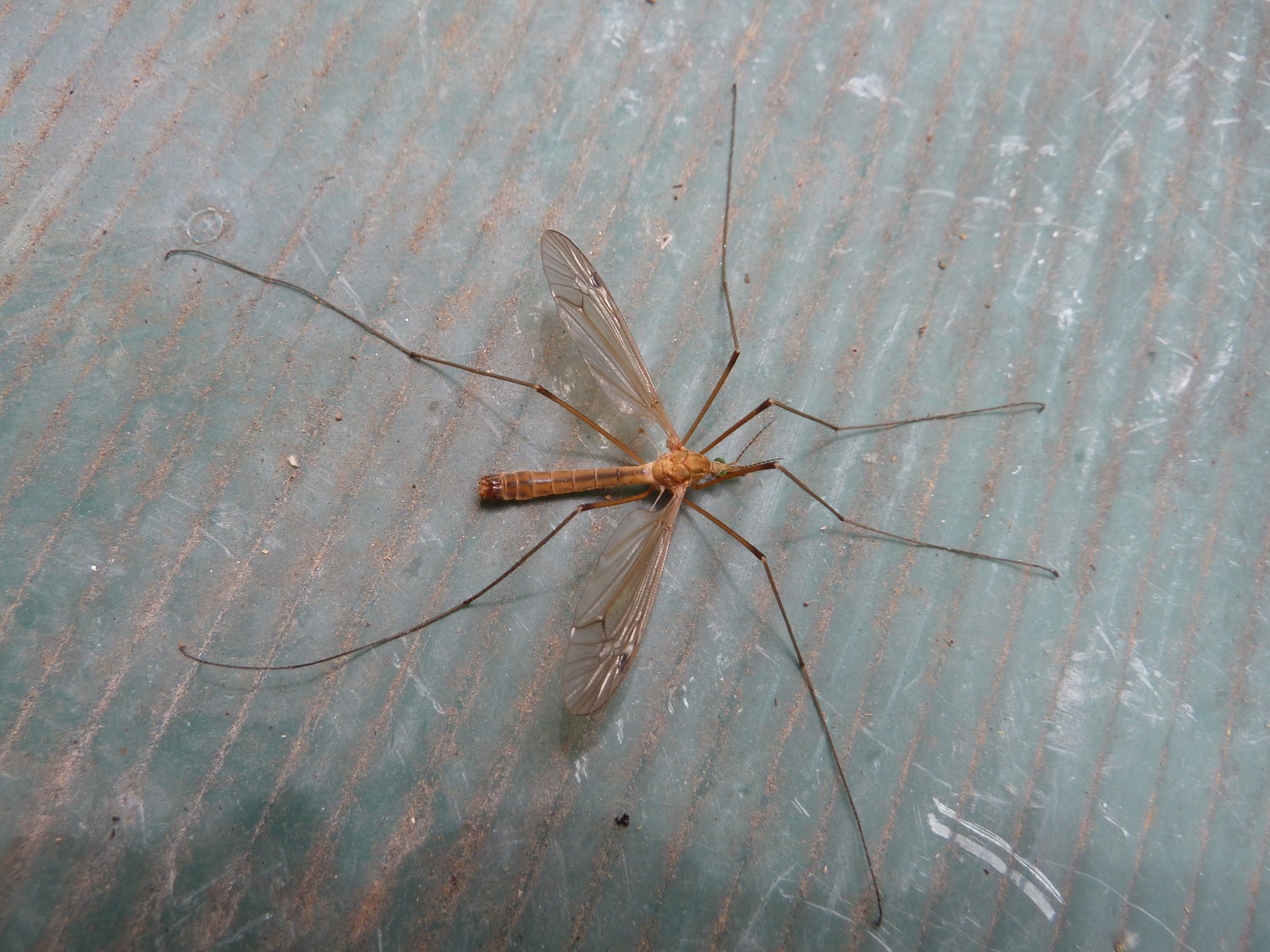 Springfield Plateau: Crane Fly
