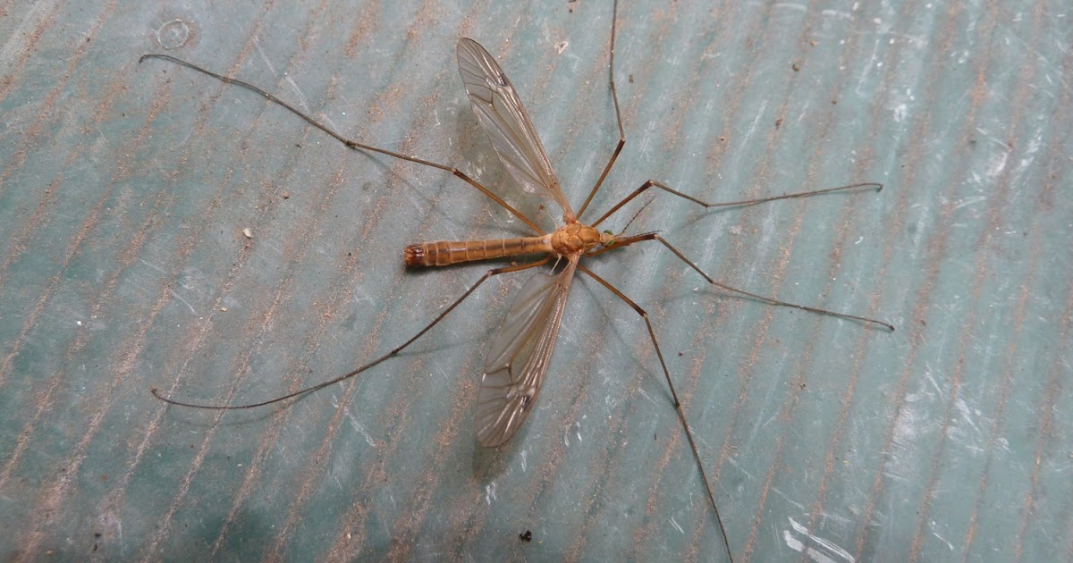 Springfield Plateau: Crane Fly
