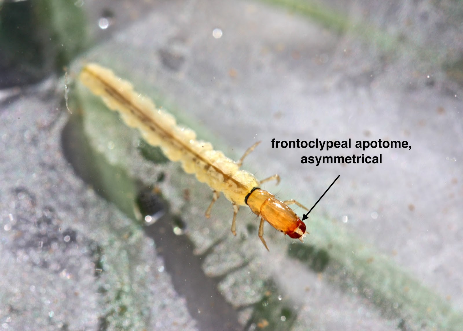 Aquatic Insects of Central Virginia: The First "Isoperla" Perlodid ...