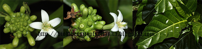 Biodiversity of Sri Lanka: අහු[Ahu]/Great Morinda/Indian Mulberry ...