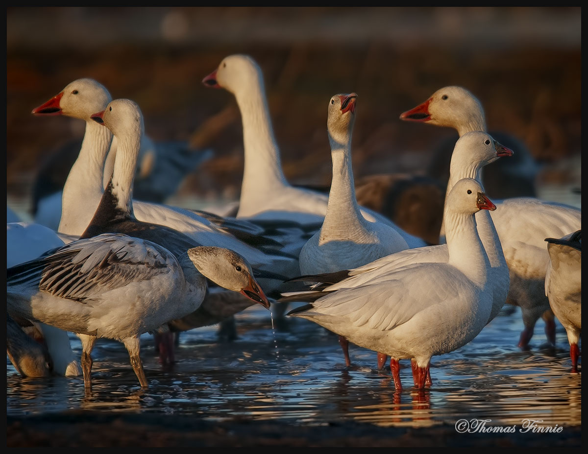 Thomas Finnie Photography: ROSS'S GOOSE