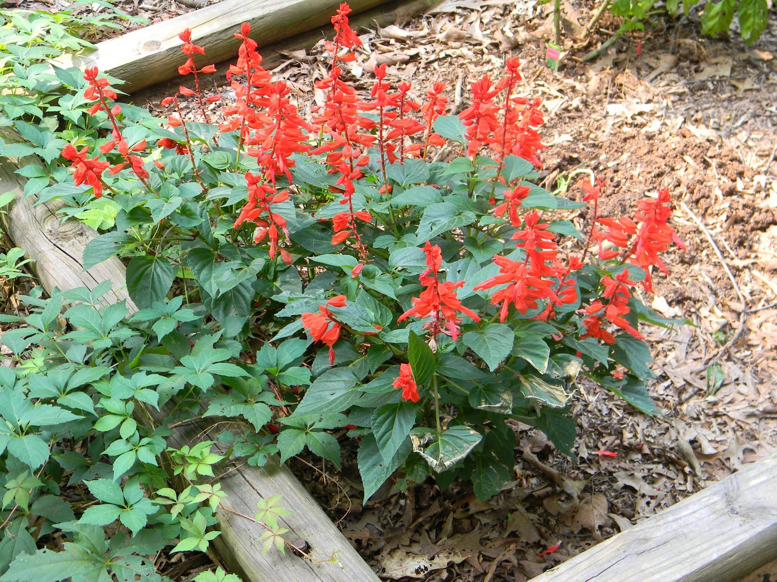 Backyard Foodchain: Natural Hummer Food: Cardinal Flower