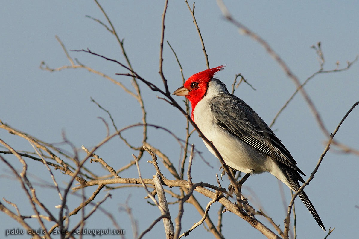 mis fotos de aves: Paroaria coronata Cardenal Copete Rojo Red-crested ...