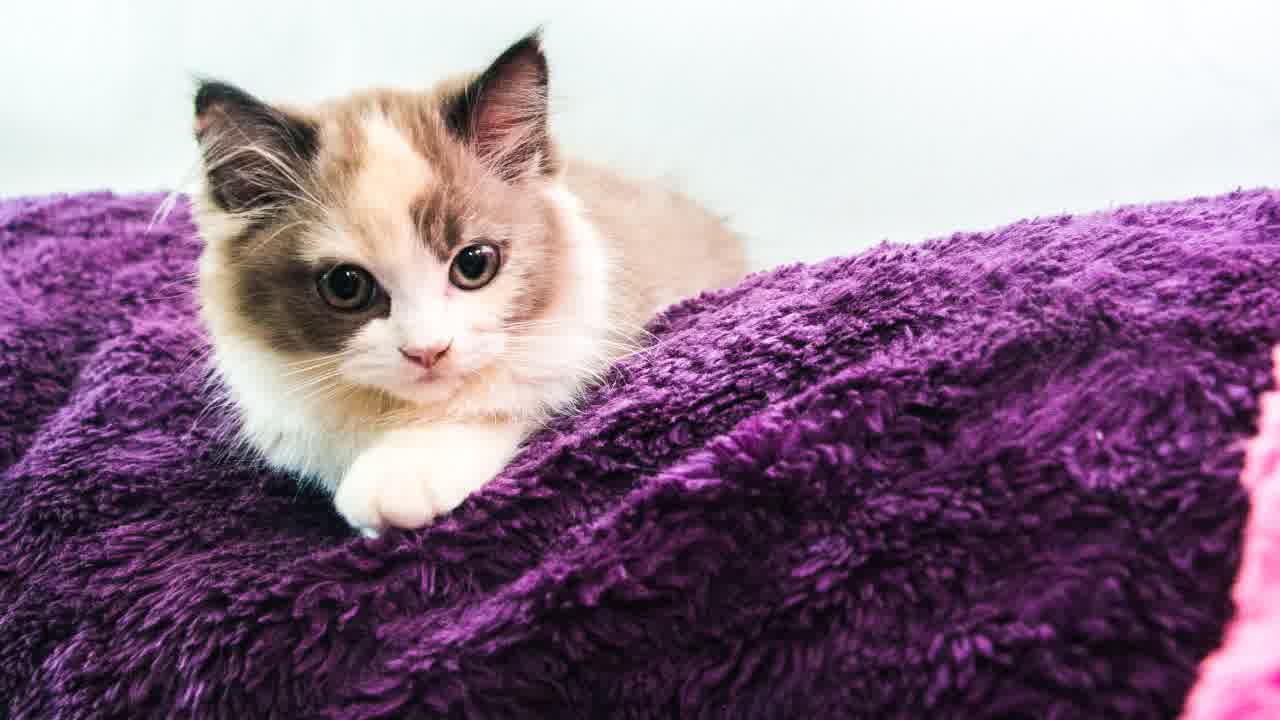 Kucing ragdoll, kitten, indukan scottish, Borongan lebih murah | Hewan ...