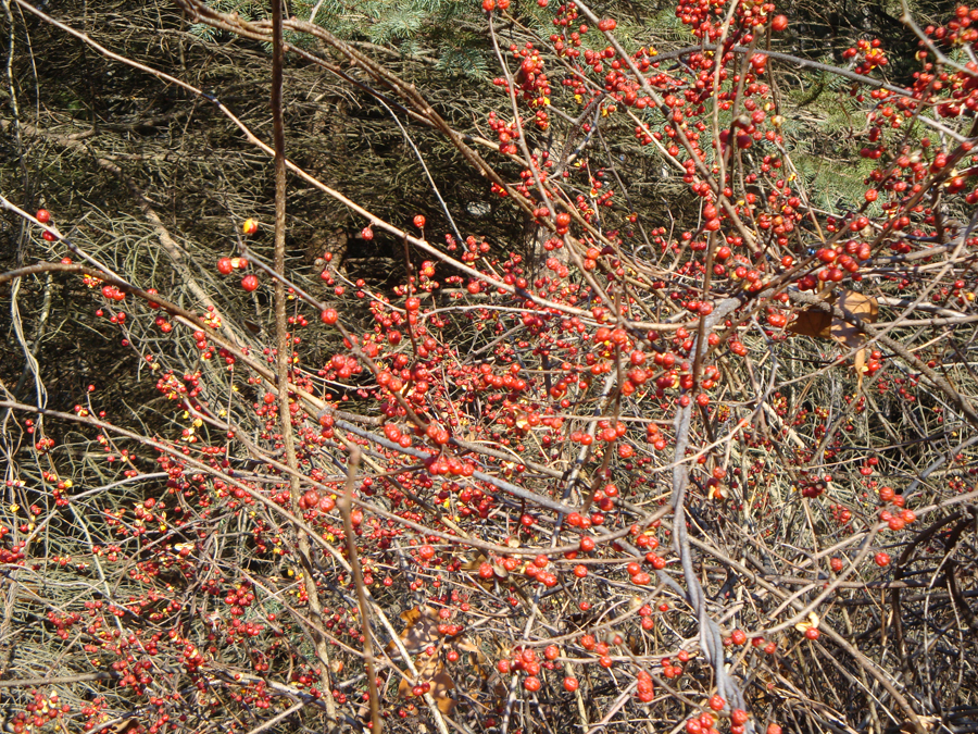 Gardens Inspired: An American Bittersweet Tale