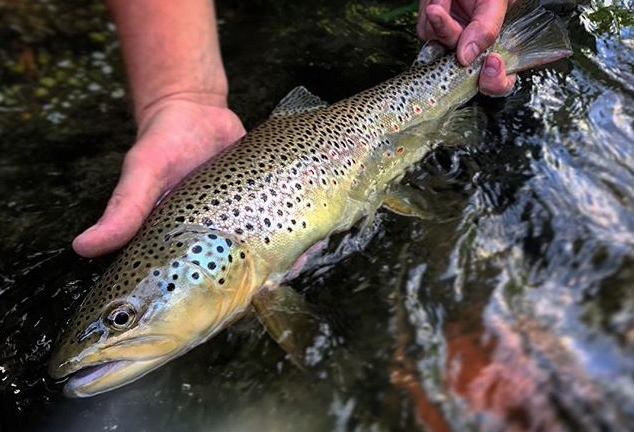 Walters Fly Rods: Blue Cheeks