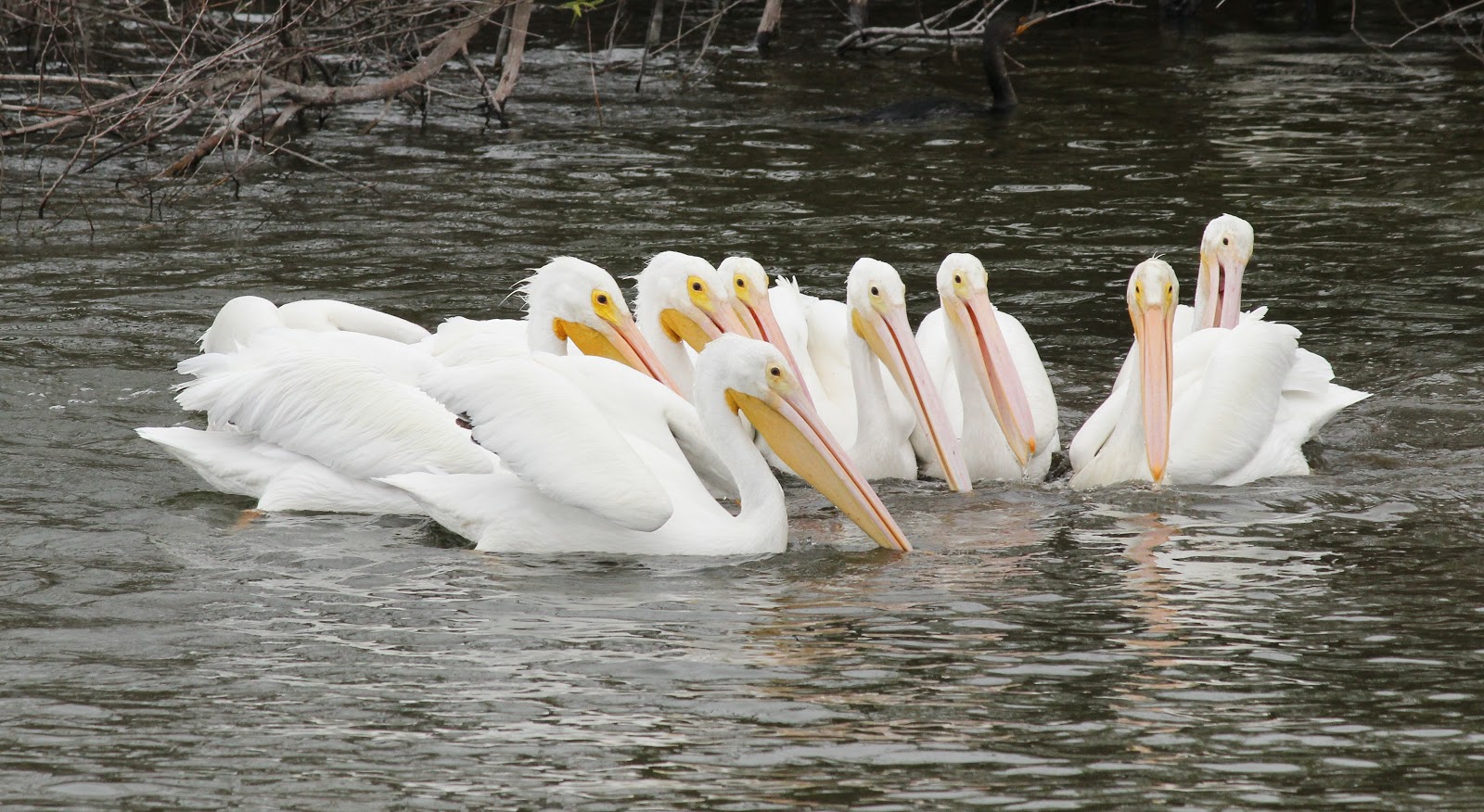 Joan and Dan's Birding Blog: American White Pelican