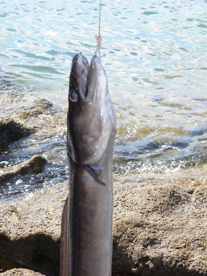Periodista de pesca: ¡Nueva salida de congrio! Próximamente en la ...