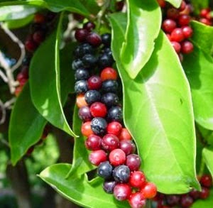 Klasifikasi Buah Buni dan Manfaatnya | Dunia Remaja™