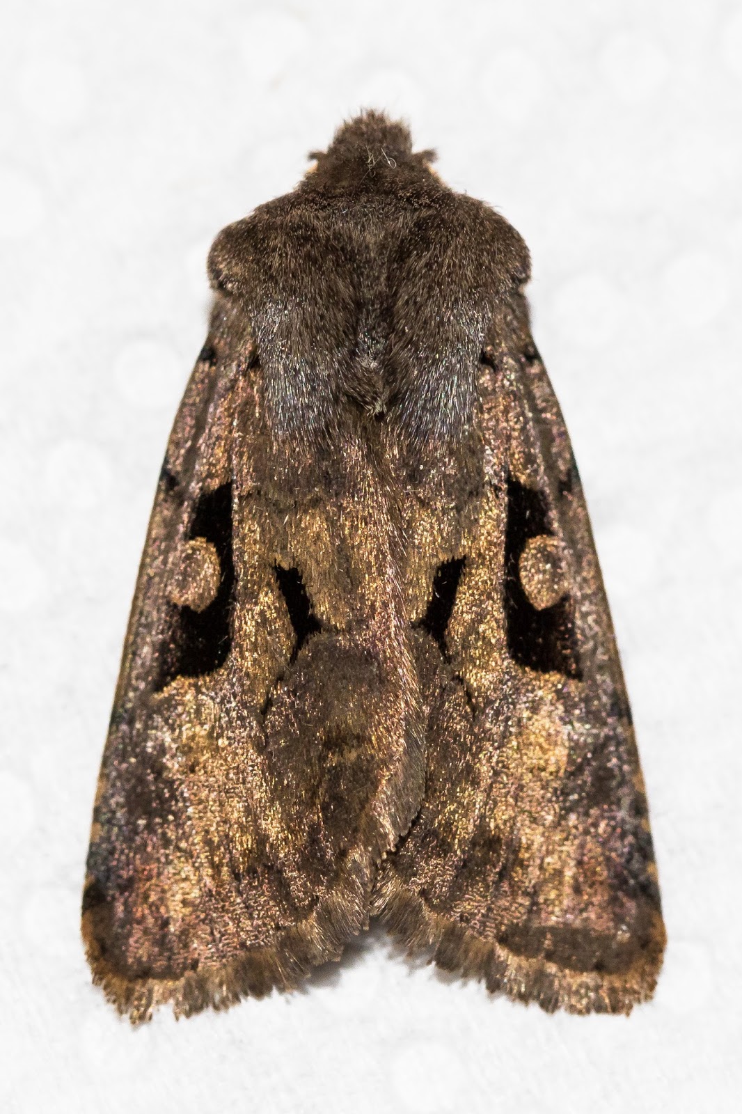Butterflies, Dragonflies, Moths & other Insects: Hebrew Character Moth