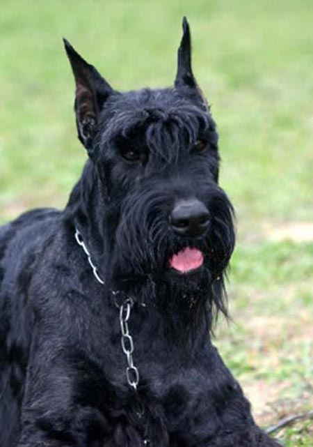 Raza de perro schnauzer - Imagui