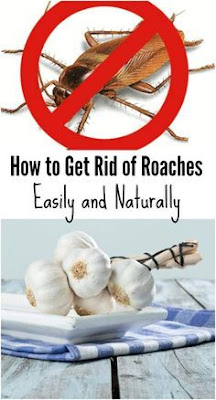 How to Get Rid of Roaches Easily and Naturally - HEALTH CAPLET