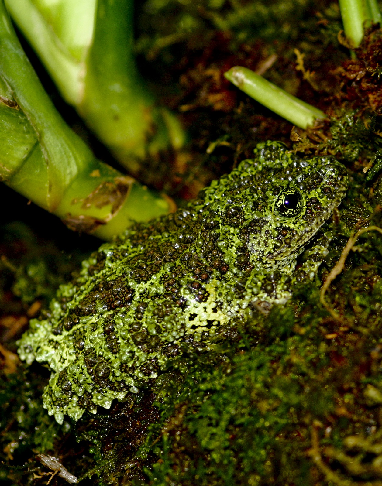Real Monstrosities: Vietnamese Mossy Frog