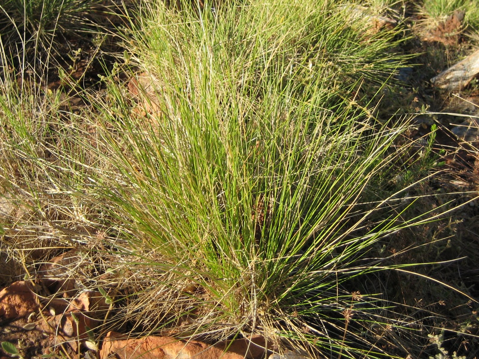 Cassowary Tales: Evil Aussie Bush grass