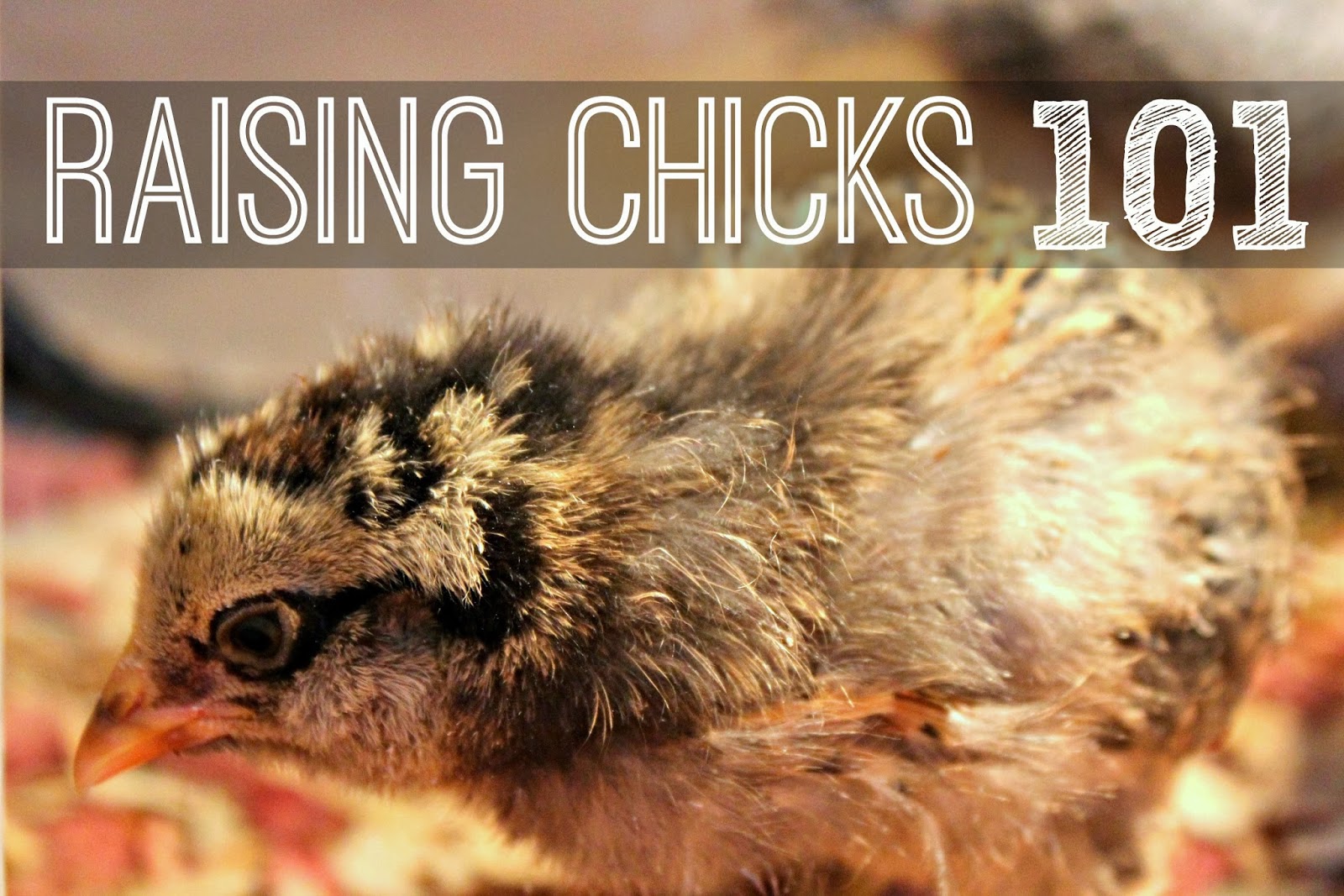 Cluck Wild Homestead: Raising Chicks 101