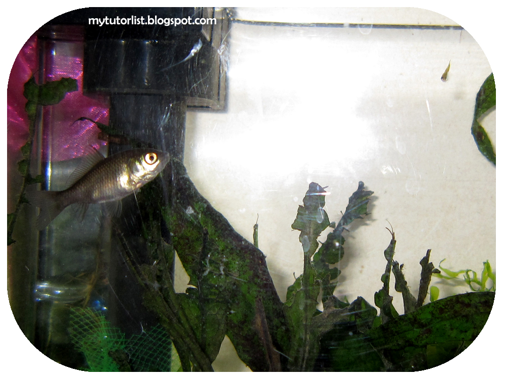 Baby Goldfish 2 Months Old - Changing Colours : Behind Mytutorlist.com