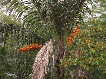 Museu Virtual Surrupira de Encantarias Amazônicas: Surrupira