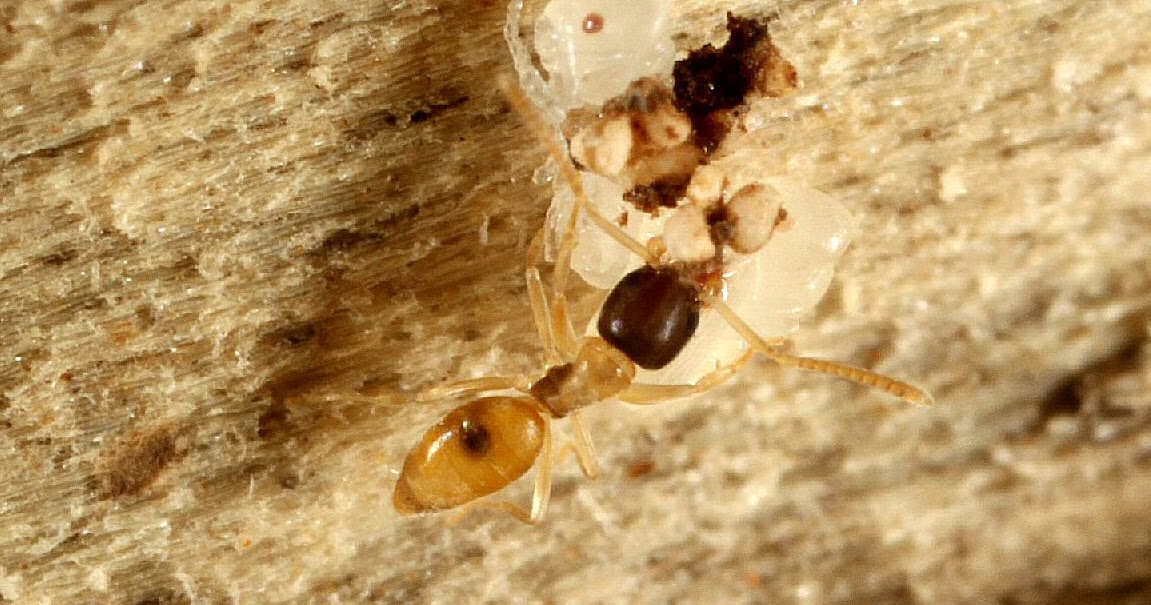 fourmis de Cuba- Hormigas de Cuba- Ants of Cuba: Tapinoma melanocephalum