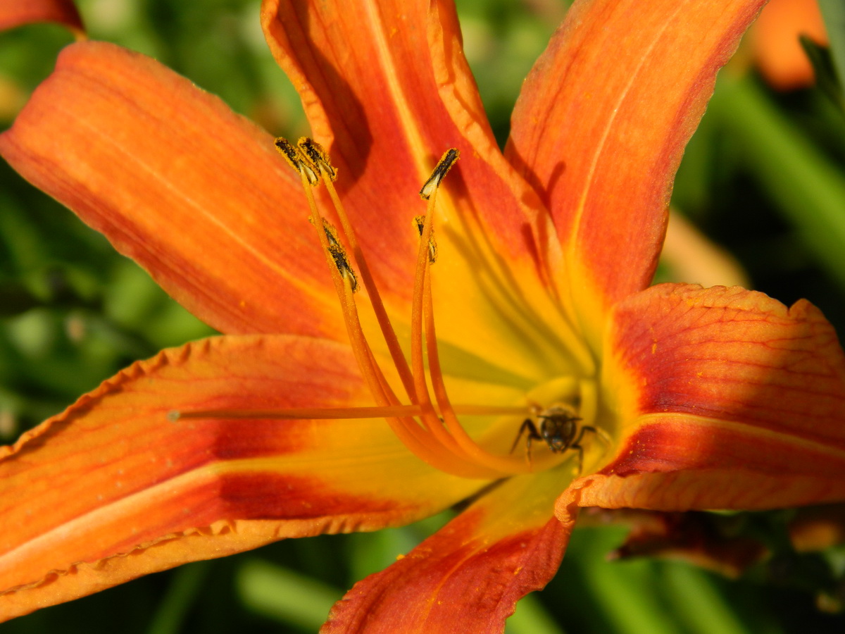 LA MULTI ANI, ROMANIA!: Crini portocalii