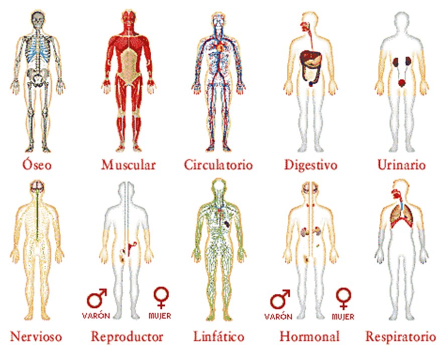 Salud e Higiene: Los Sistemas del Cuerpo Humano