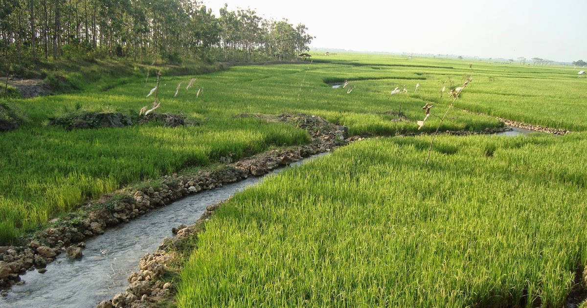 Geografi Tanah: Definisi Lahan