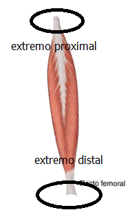 LA MARAVILLA DEL CUERPO HUMANO