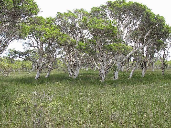 Esperance Wildflowers: Utricularia violacea - Violet Bladderwort