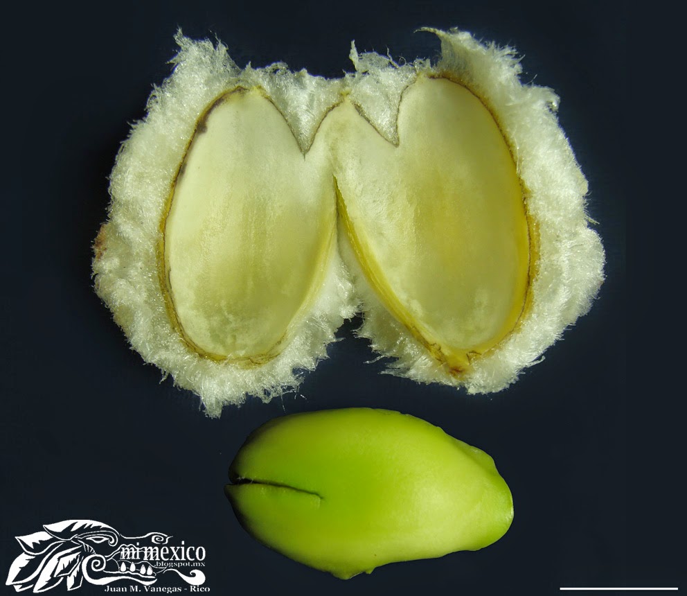 Folklore de México: Frutos de Inga