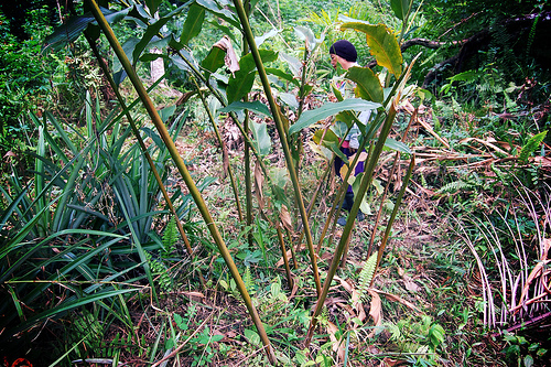 Tanak Wagu om Koposion : :: TUHAU