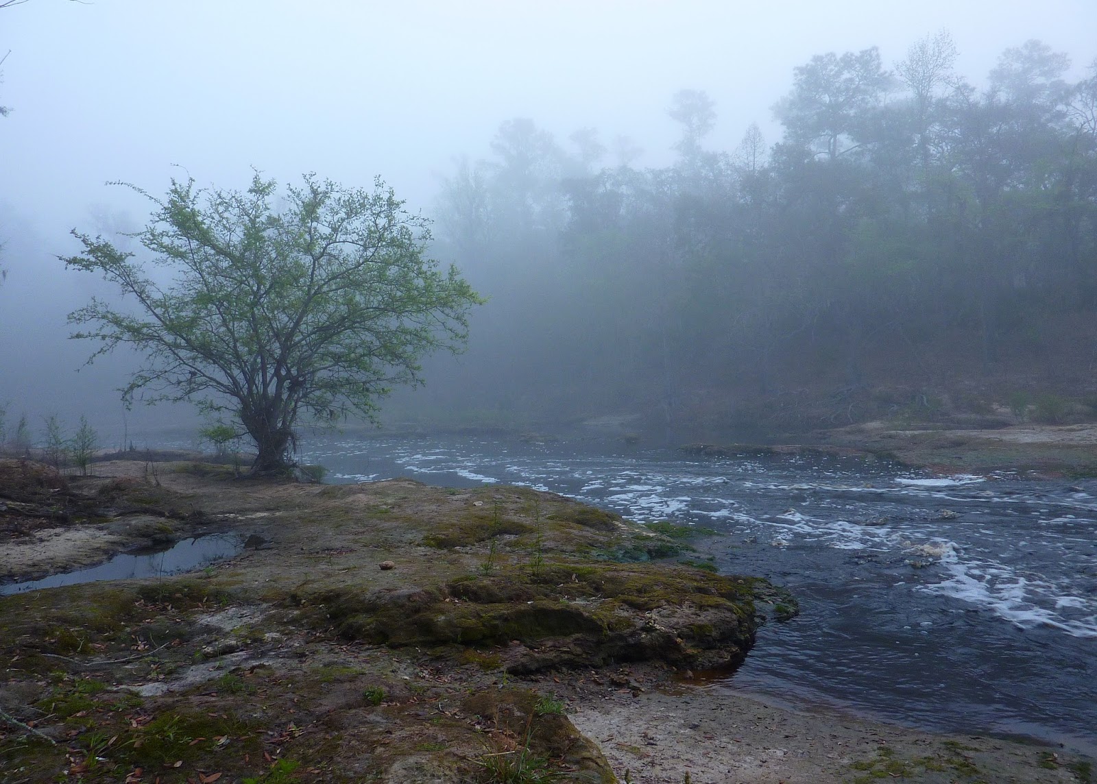 Twinfeather Travels: Foggy morning on the Florida Trail: White Springs