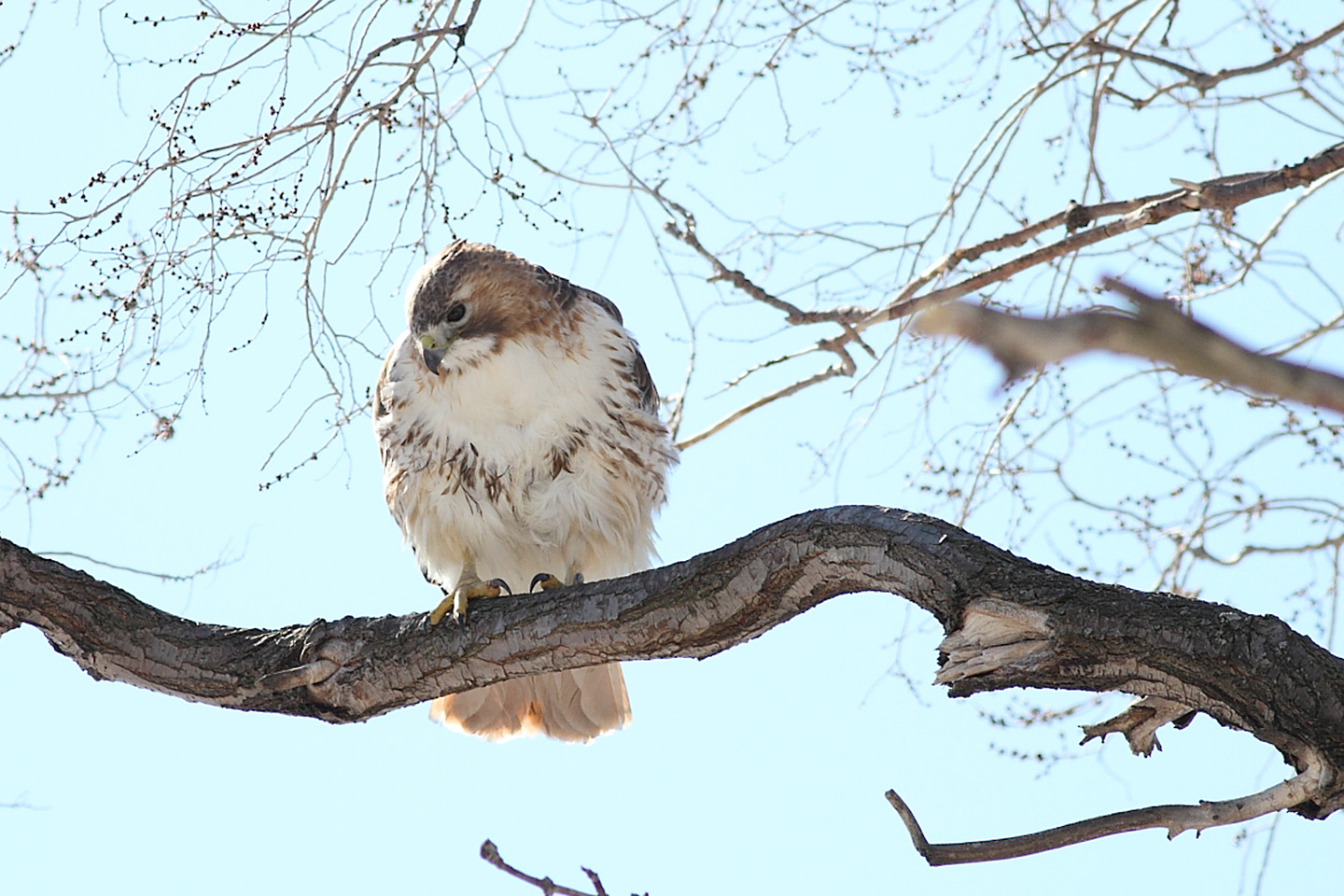 Red-Tailed Hawks of Wexford: Female Red-Tail hawk March 26 2011