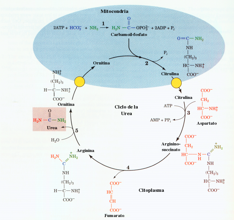 Urea Cycle Lehninger