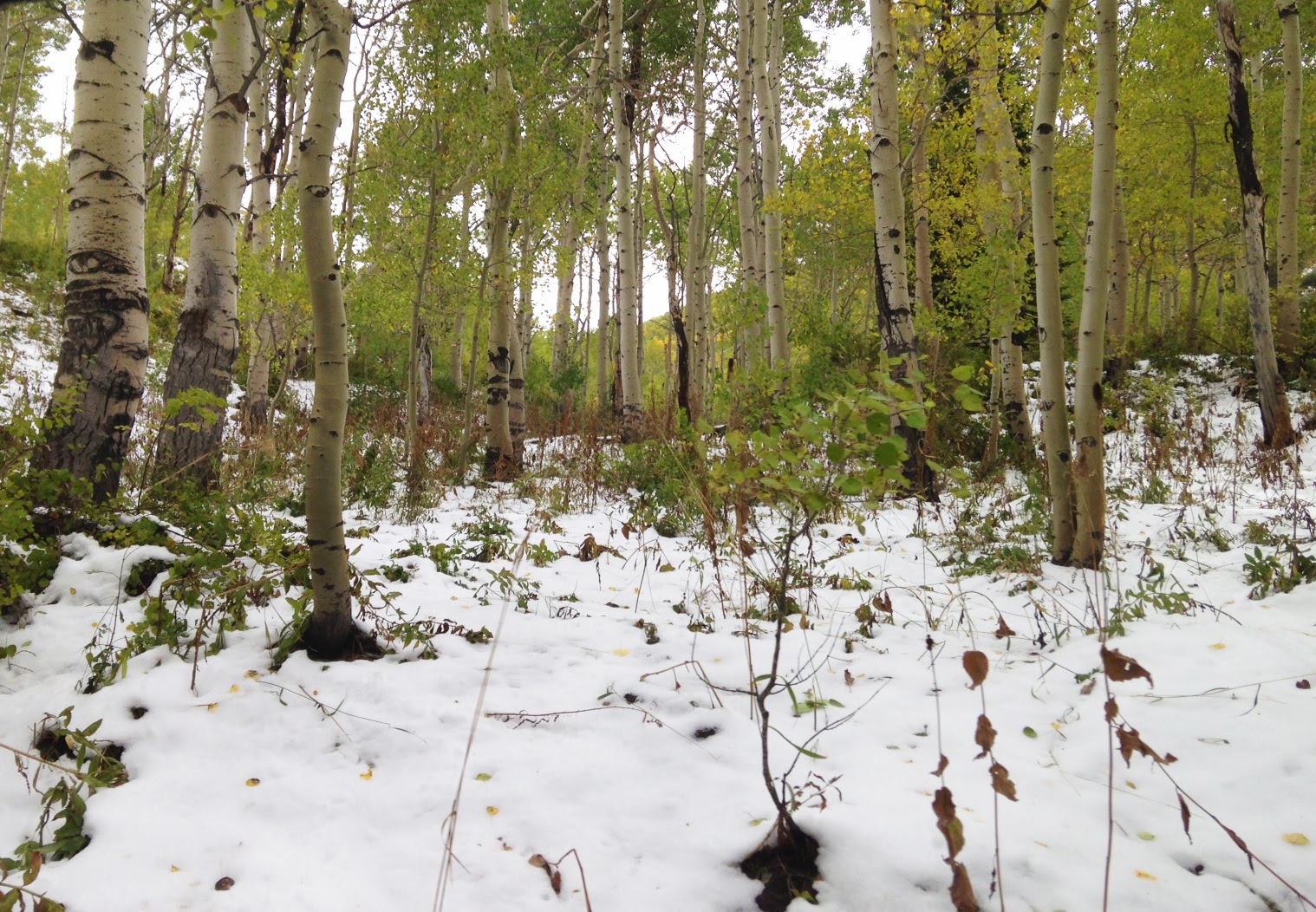 lake•salt•knit: Quaking Aspens