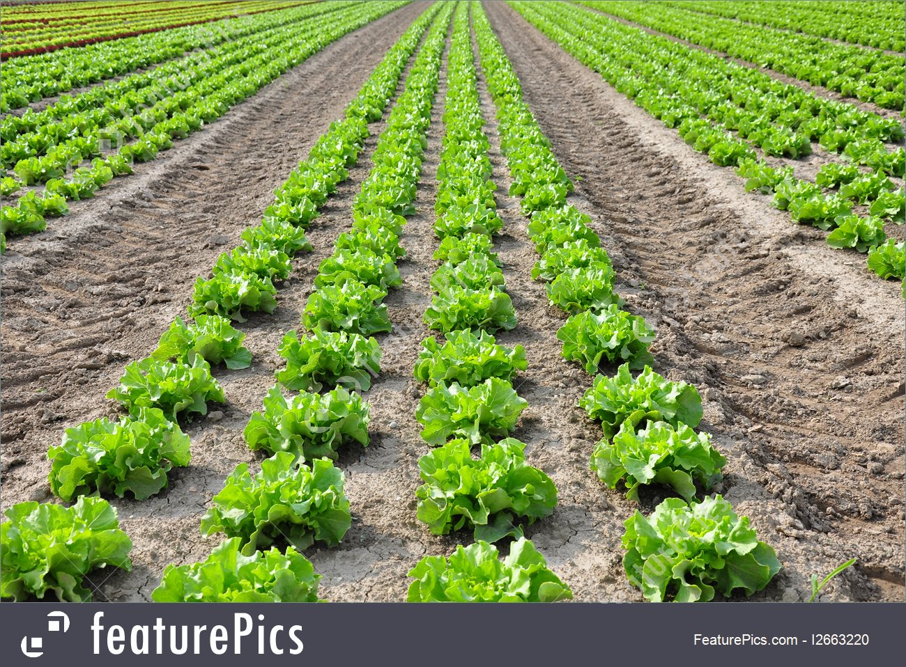 Rosemol Mathew: APPLICATION OF MATHEMATICS IN AGRICULTURE