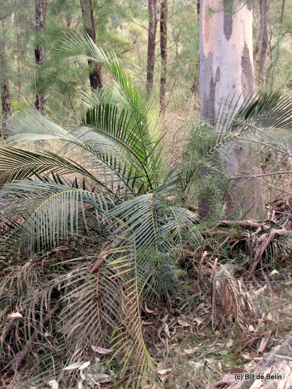 Sydney's Wildflowers and Native Plants: Macrozamia communis - Burrawang ...