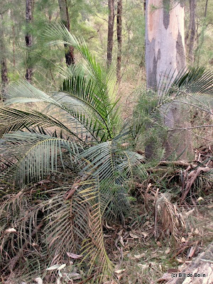 Sydney's Wildflowers and Native Plants: Macrozamia communis - Burrawang ...