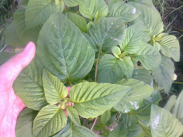 Cara Budidaya BAYAM RAJA Dari Biji Secara Organik Supaya Menguntungkan ...