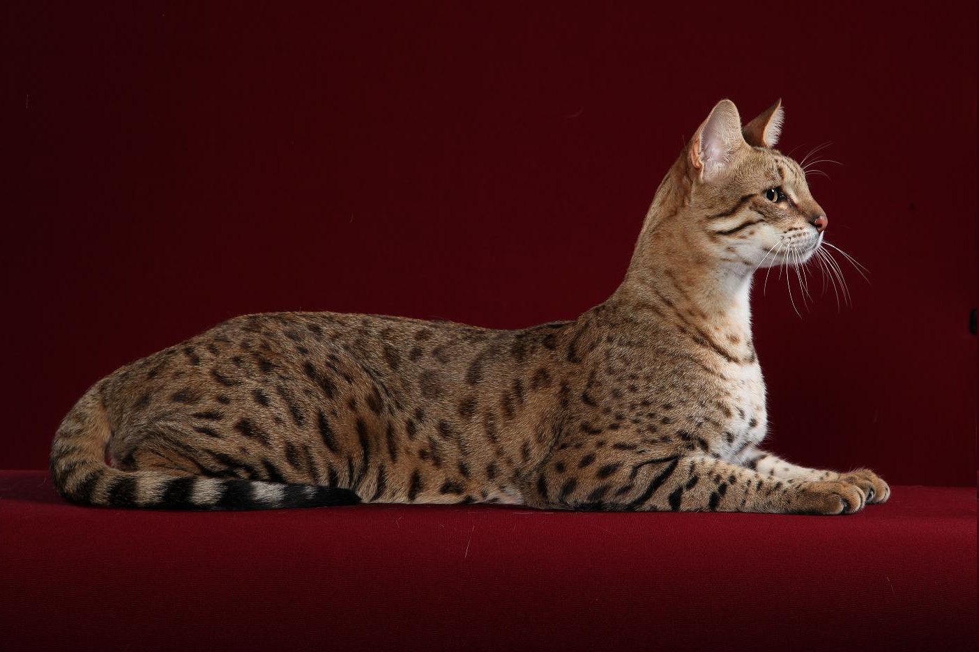 The Vet Planet: Ashera Cat Most Expensive and Exotic