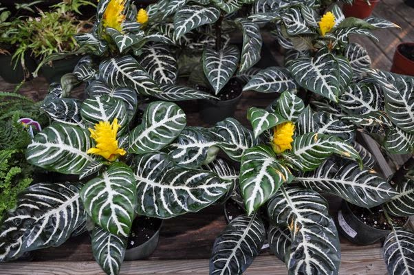 How to Grow and Care for Zebra Plants - How To Do Gardening
