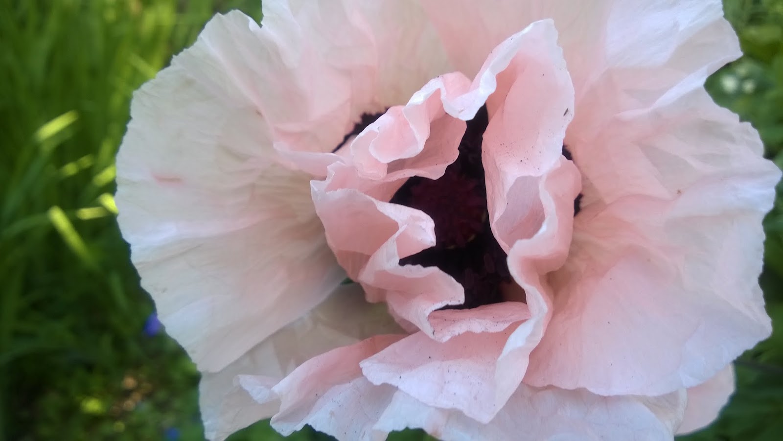 Vallaton mummeli: Väärä nimi unikolla