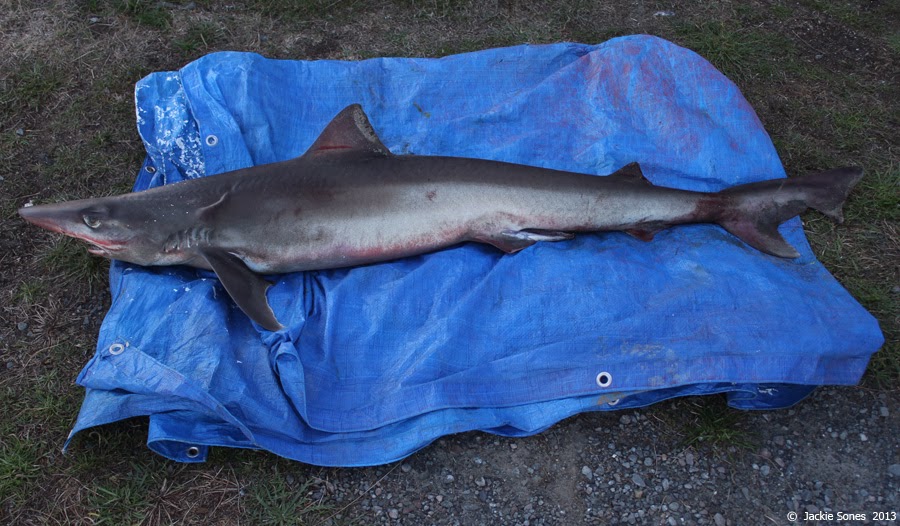 The Natural History of Bodega Head: Smooth-hound?