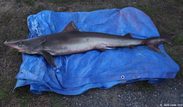 The Natural History of Bodega Head: Smooth-hound?
