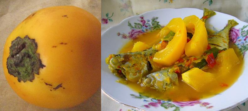 Terung dayak @ terung asam @ terung emas